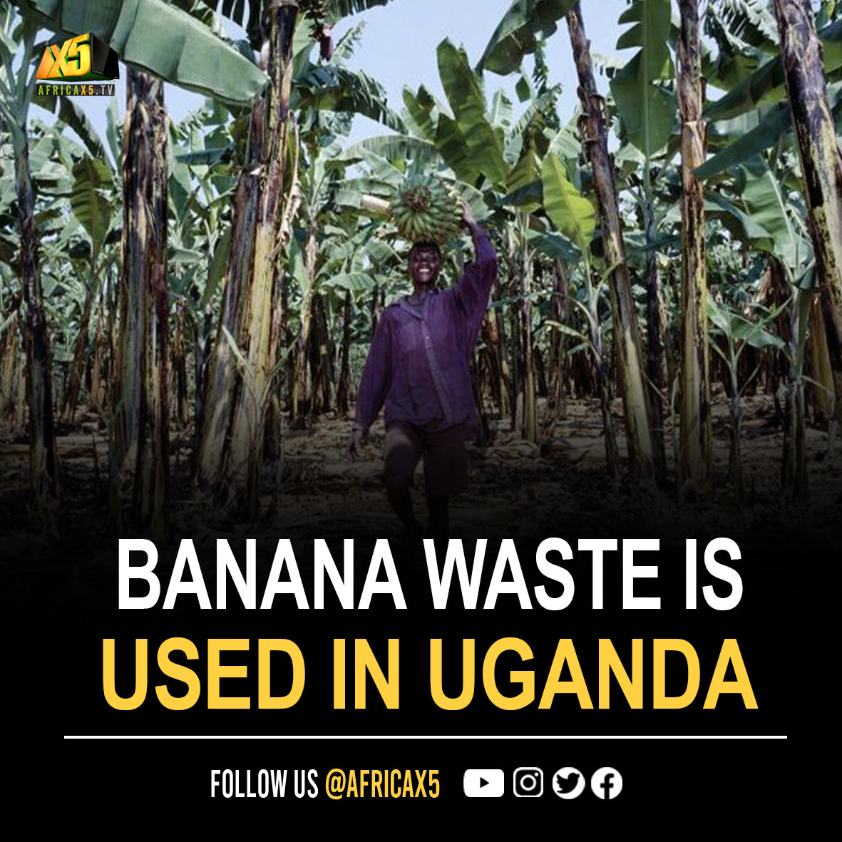Bananas are the world's most wasted crop, but this Uganda company is c ...