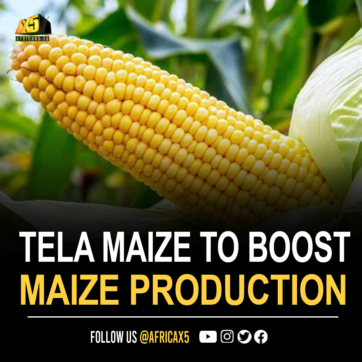 Tela Maize To Boost Nigeria's Maize Production - Expert – Made in ...